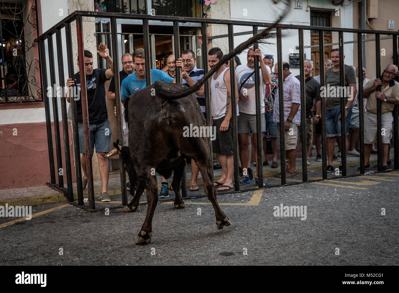 Traditional Bull Running in a small village just outside of Calpe ...