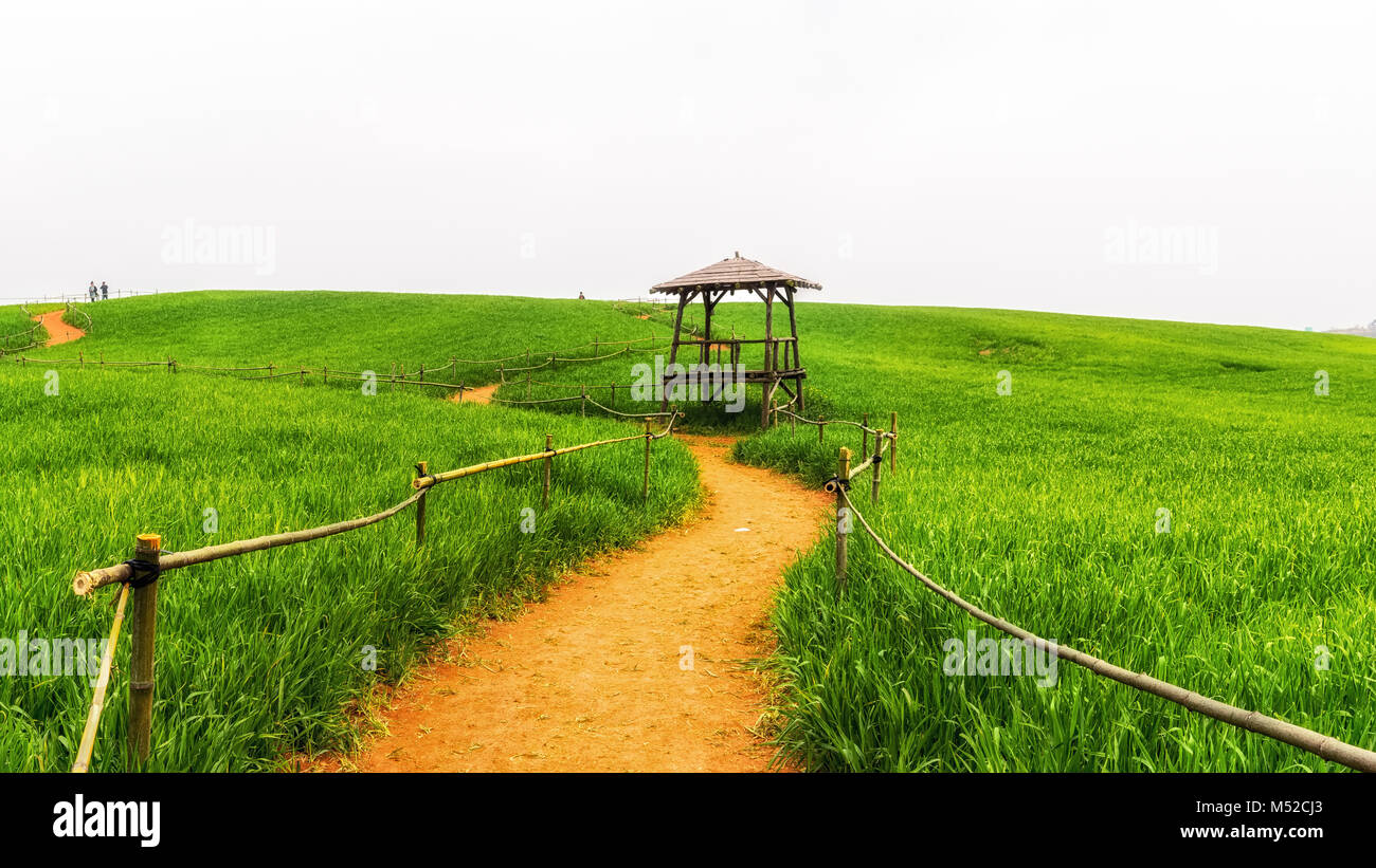 gochang barley field Stock Photo - Alamy
