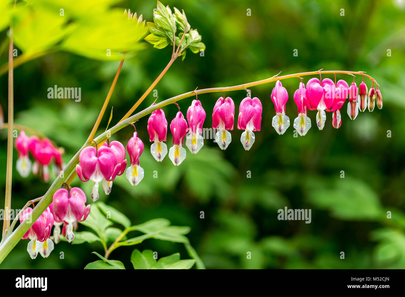 bleeding heart flower Stock Photo - Alamy
