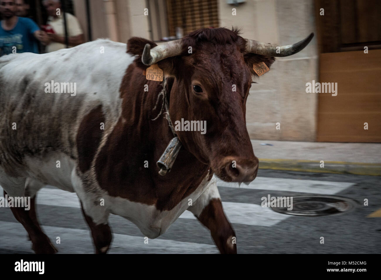 Traditional Bull Running in a small village just outside of Calpe ...
