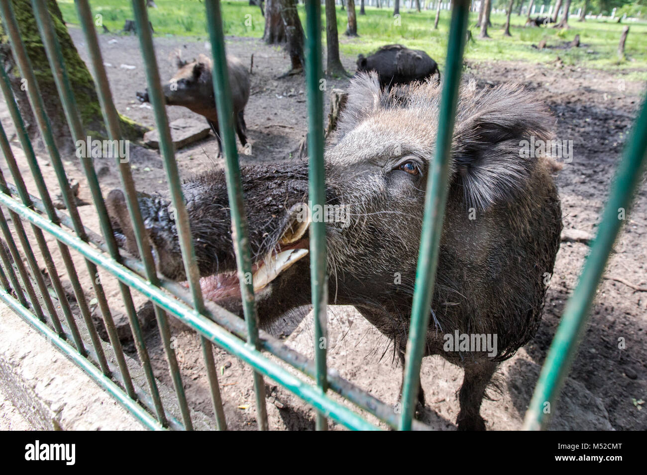 Ferocious wild boar in a cage Stock Photo - Alamy