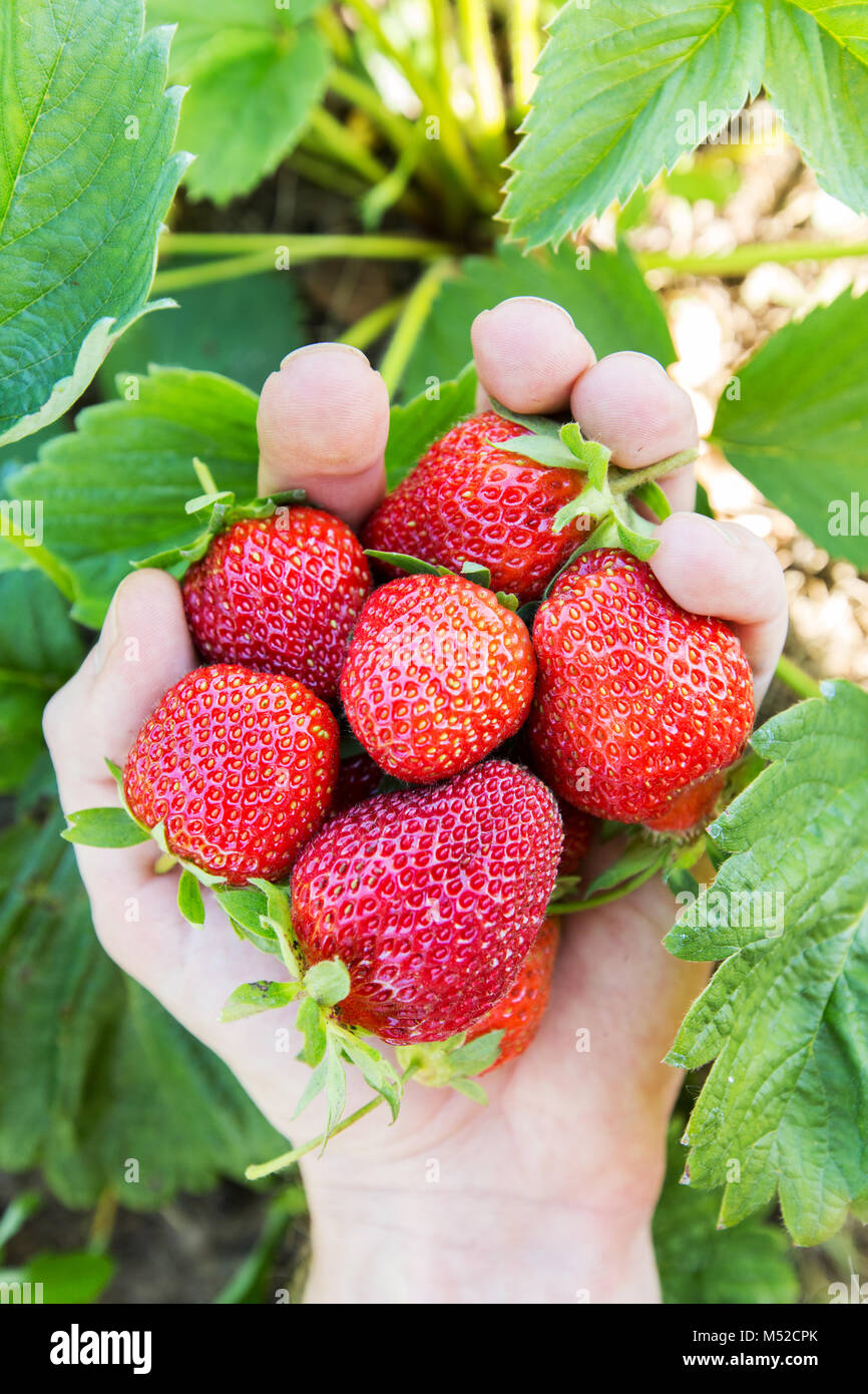 strawberry in hand on a background of strawberry leaves Stock Photo - Alamy