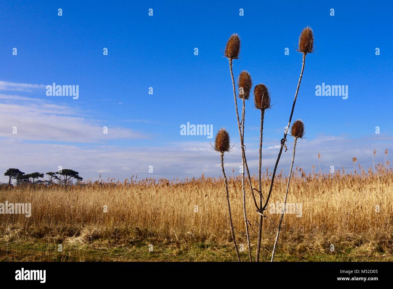 Dried dead teasel / teasle / teazel / teazle plant in front of golden ...