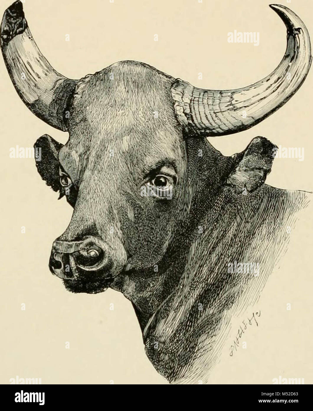 "Wild oxen, sheep & goats of all lands, living and extinct" (1898 Stock ...