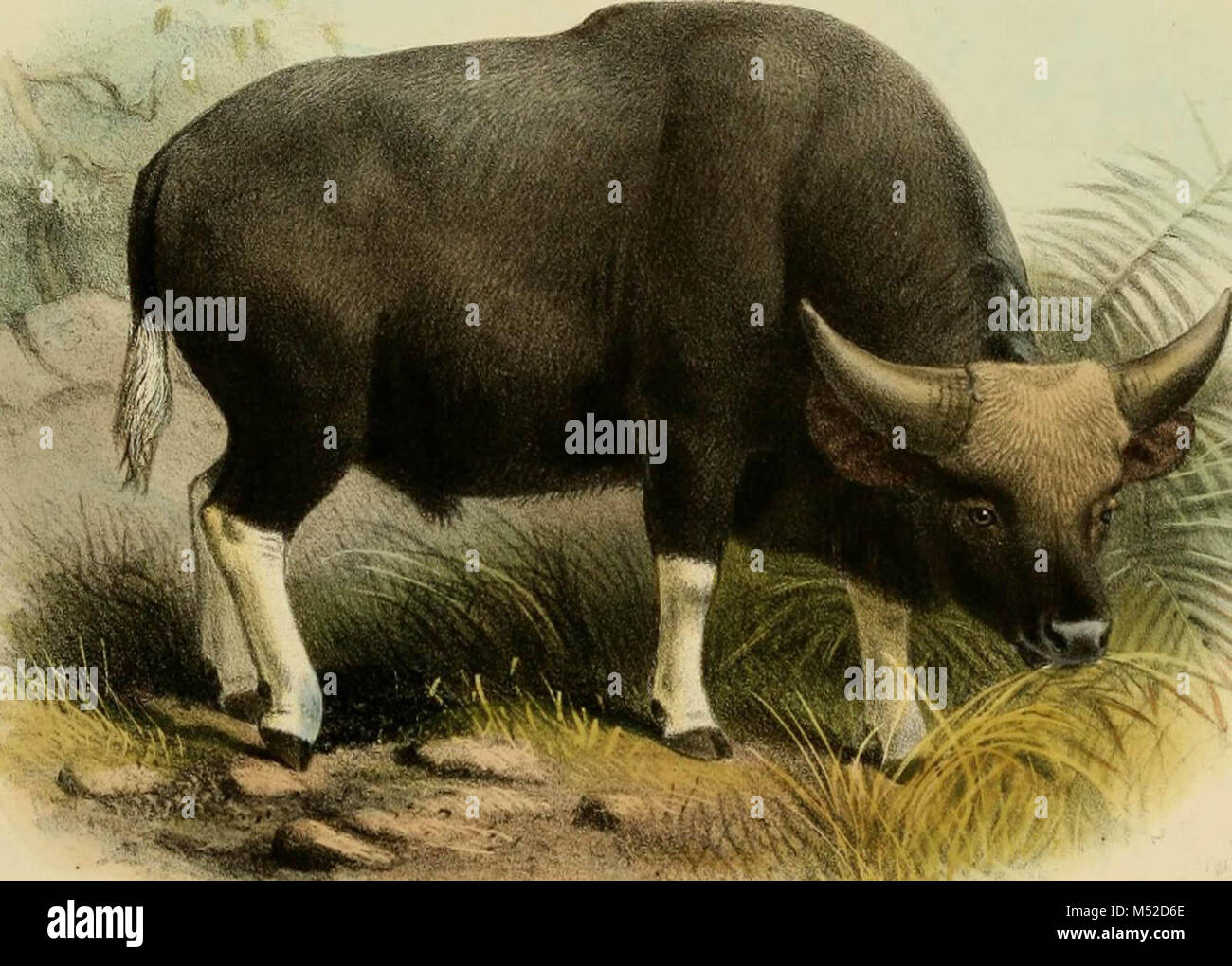 "Wild oxen, sheep & goats of all lands, living and extinct" (1898 Stock ...