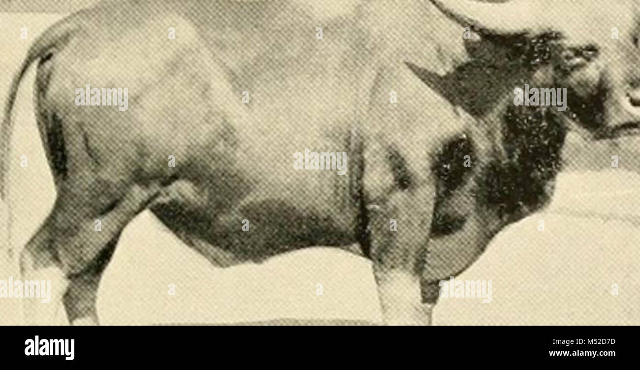 "Wild oxen, sheep & goats of all lands, living and extinct" (1898 Stock ...