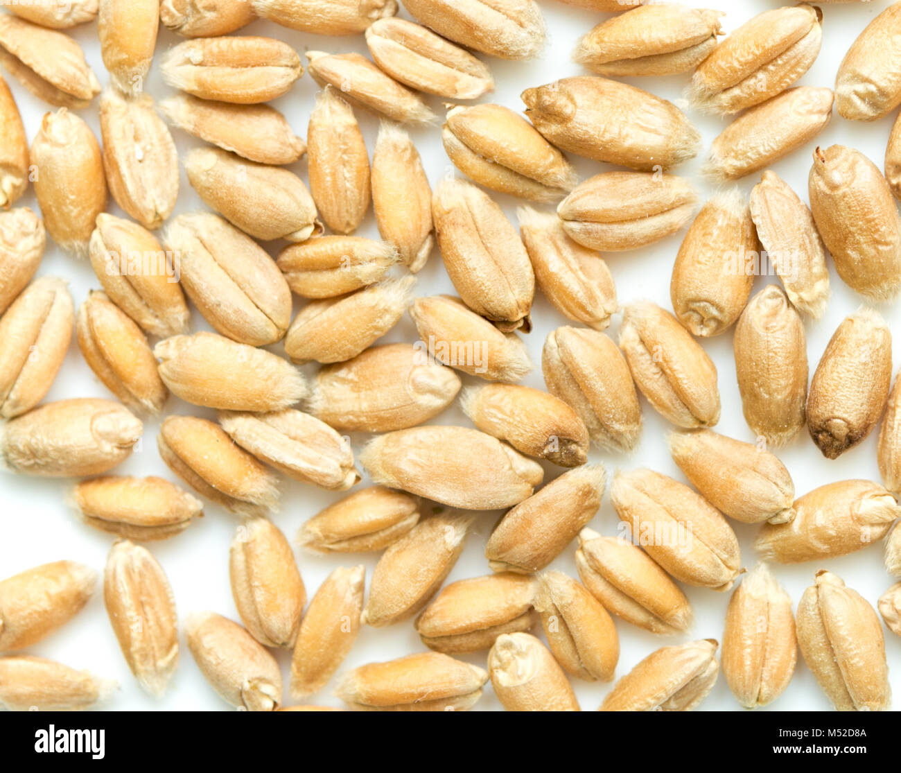 wheat grain background Stock Photo - Alamy