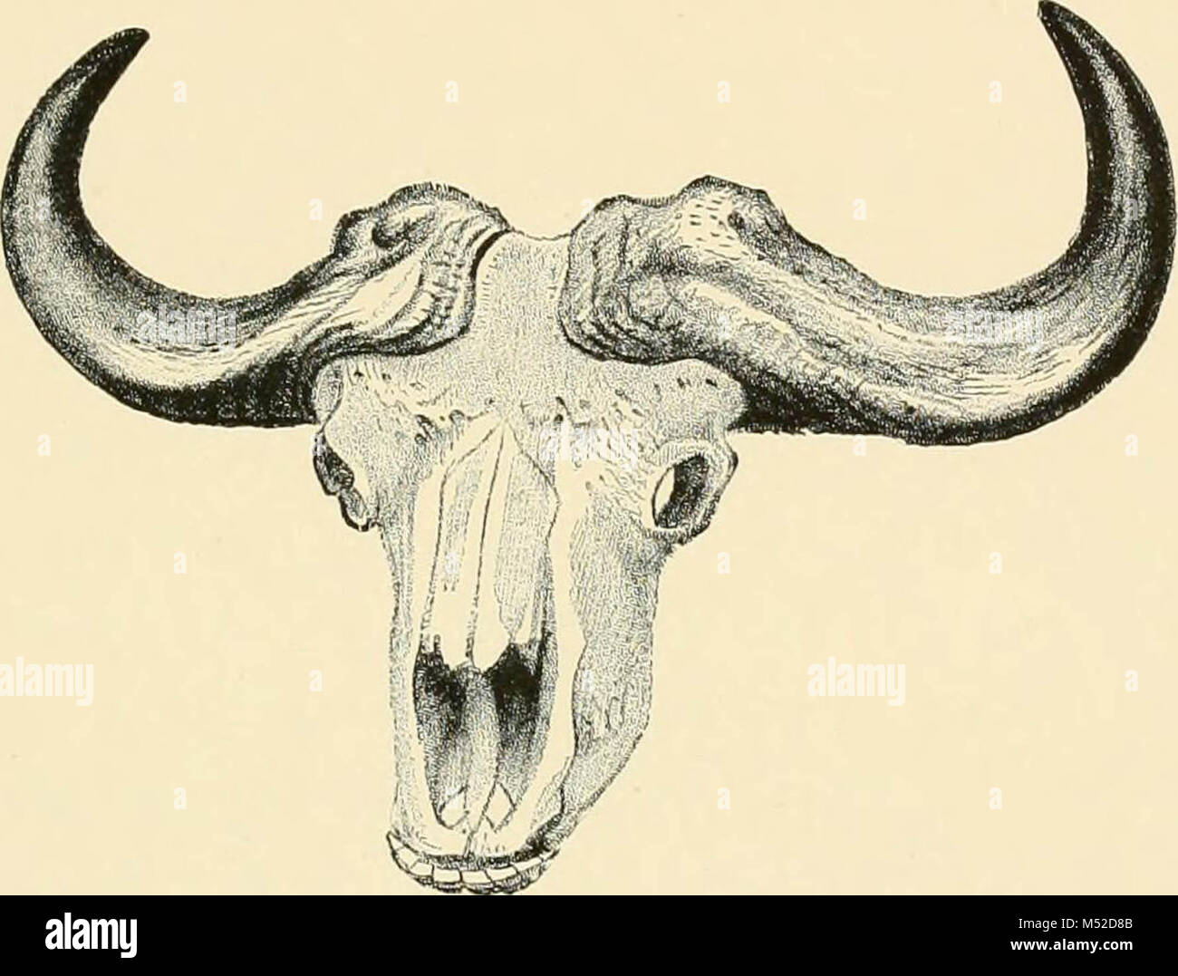 "Wild oxen, sheep & goats of all lands, living and extinct" (1898 Stock ...