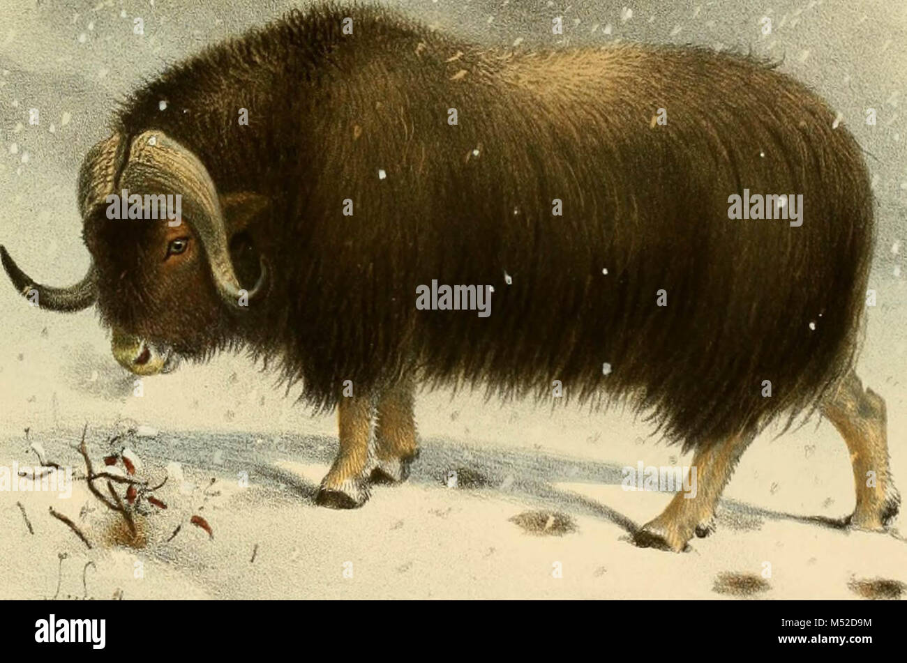 "Wild oxen, sheep & goats of all lands, living and extinct" (1898 Stock ...