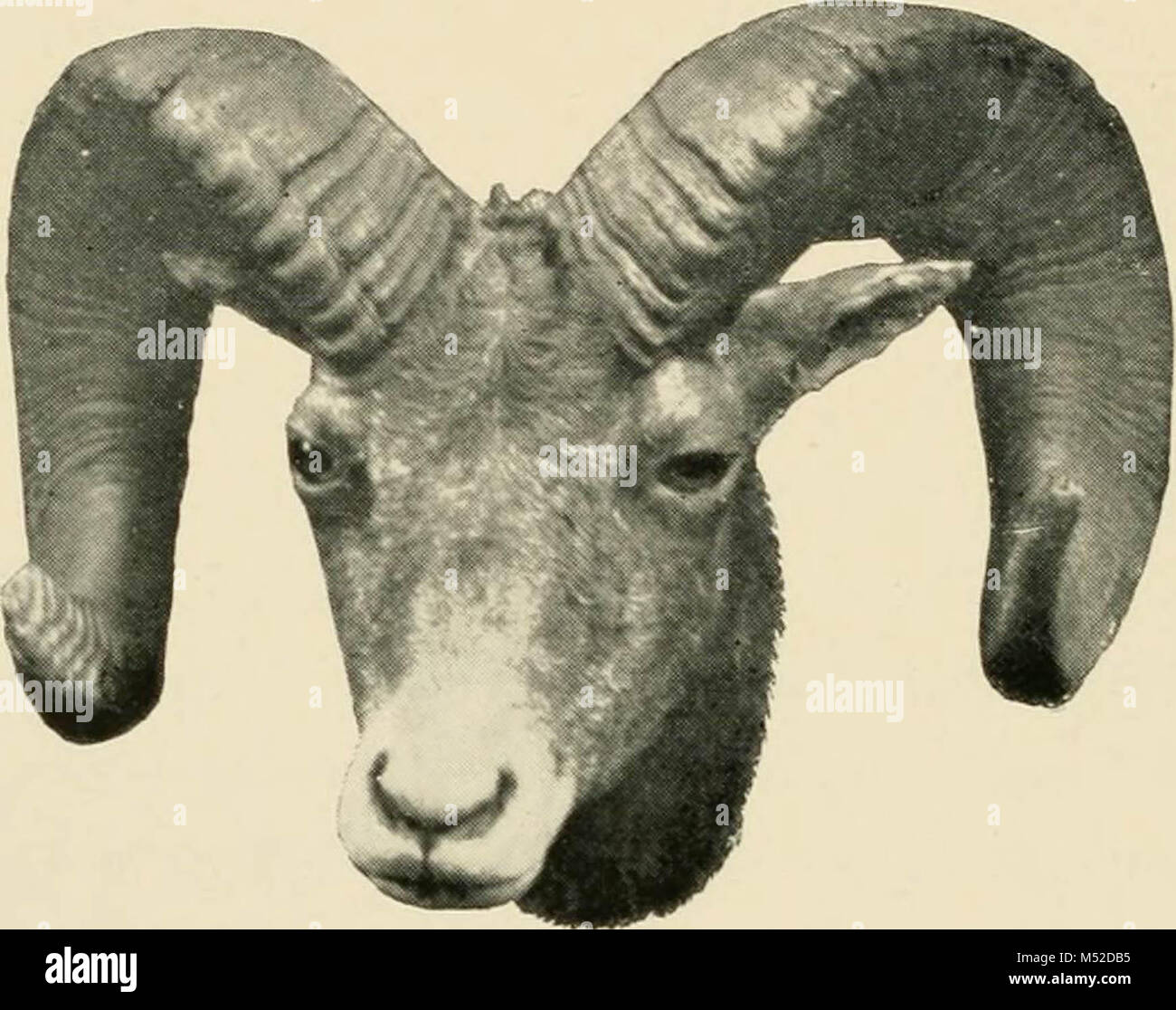 "Wild oxen, sheep & goats of all lands, living and extinct" (1898 Stock ...