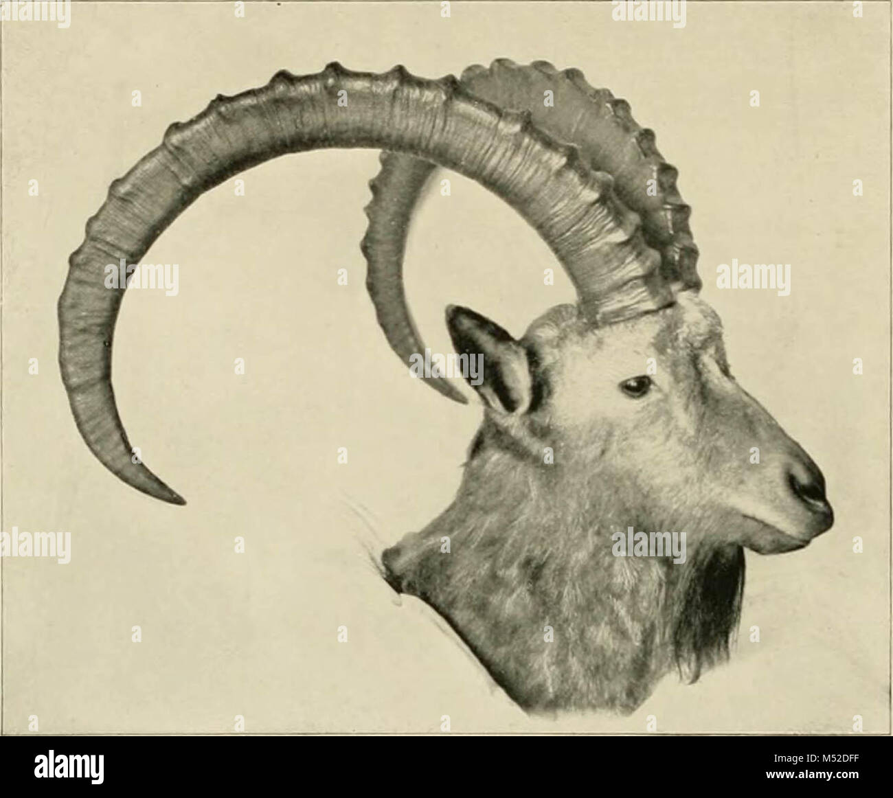 "Wild oxen, sheep & goats of all lands, living and extinct" (1898 Stock ...