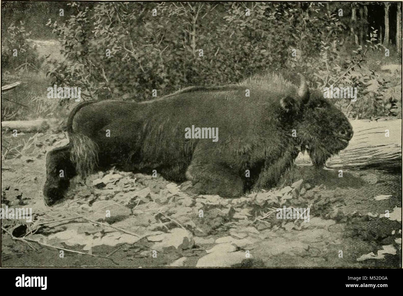 "Wild oxen, sheep & goats of all lands, living and extinct" (1898 Stock ...