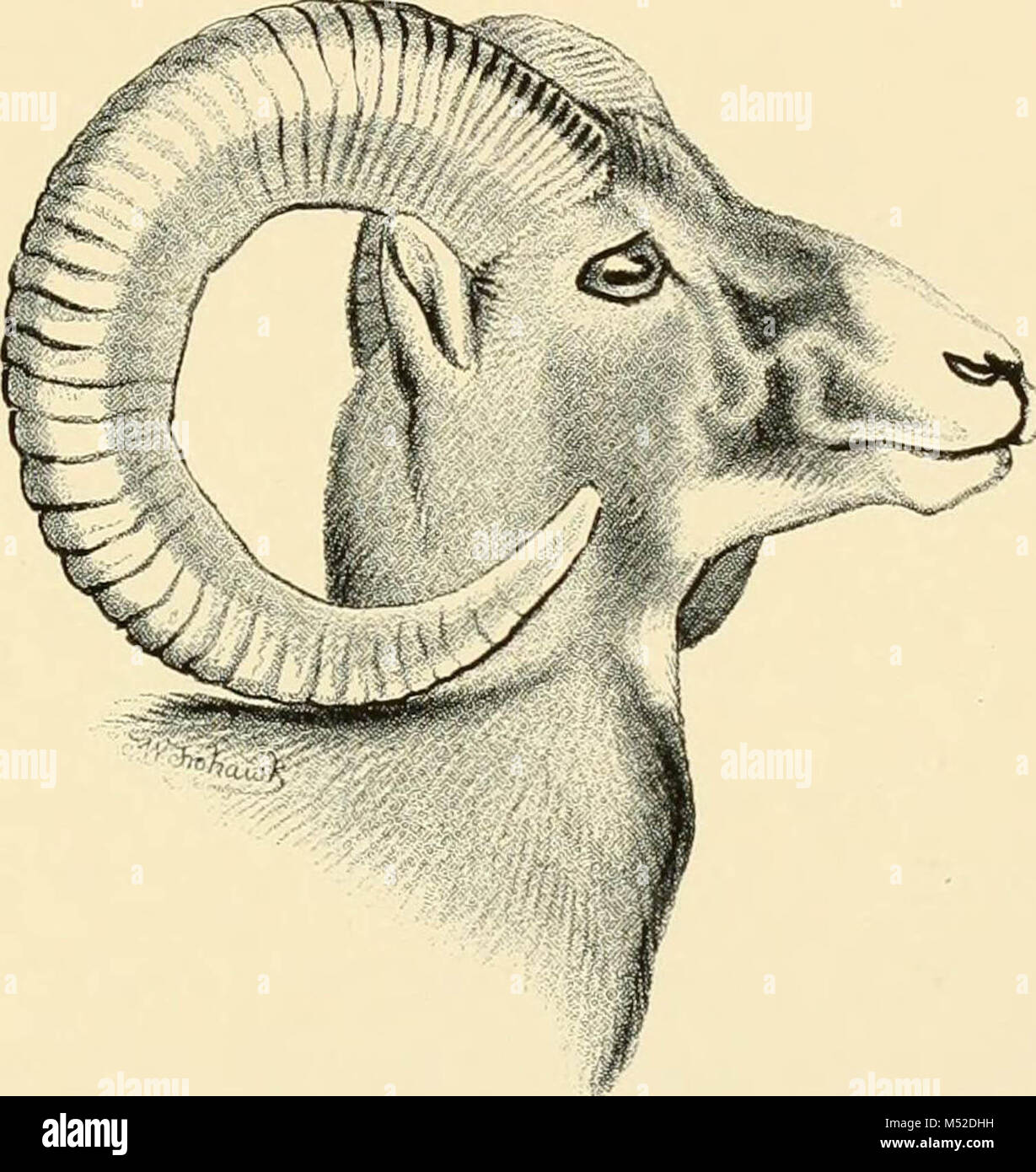 "Wild oxen, sheep & goats of all lands, living and extinct" (1898 Stock ...