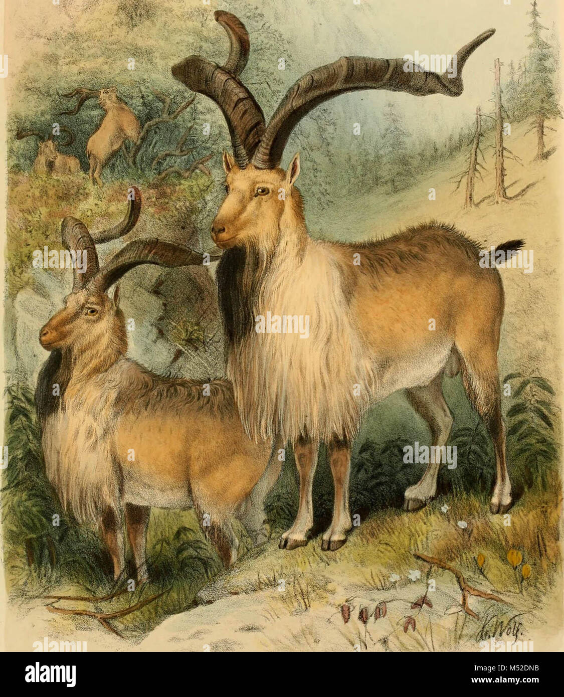 "Wild oxen, sheep & goats of all lands, living and extinct" (1898 Stock ...