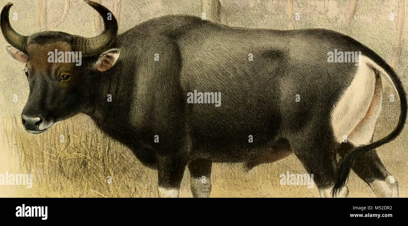 "Wild oxen, sheep & goats of all lands, living and extinct" (1898 Stock ...