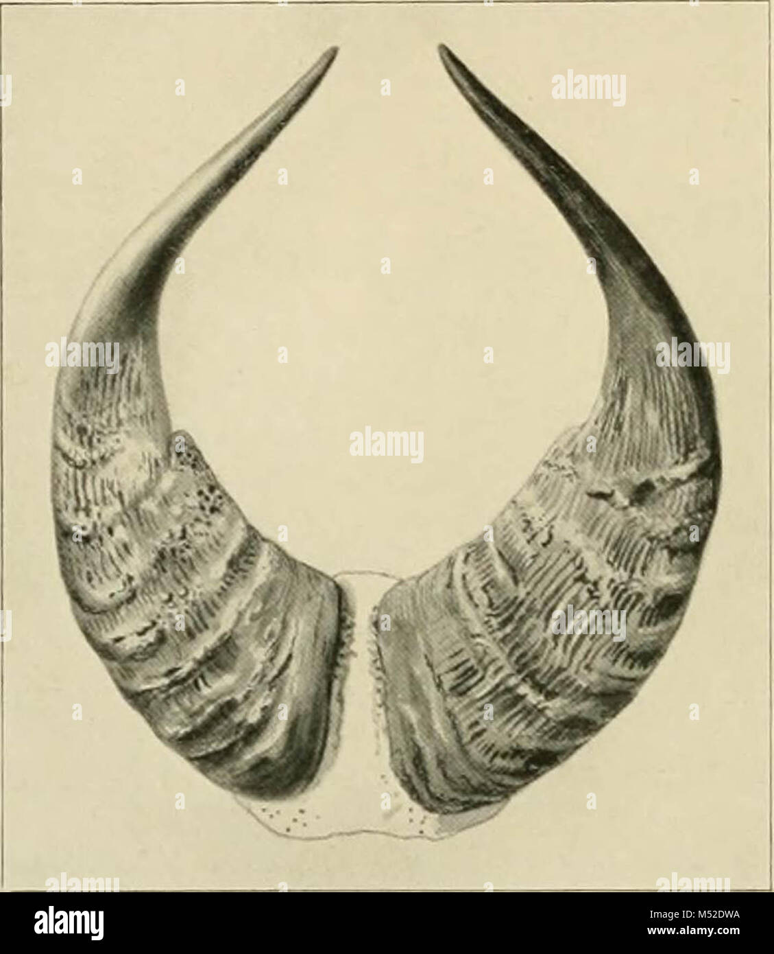 "Wild oxen, sheep & goats of all lands, living and extinct" (1898 Stock ...