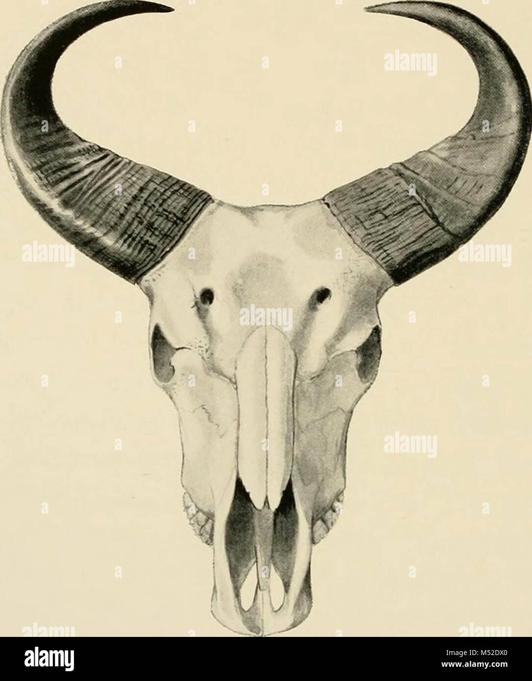 "Wild oxen, sheep & goats of all lands, living and extinct" (1898 Stock ...