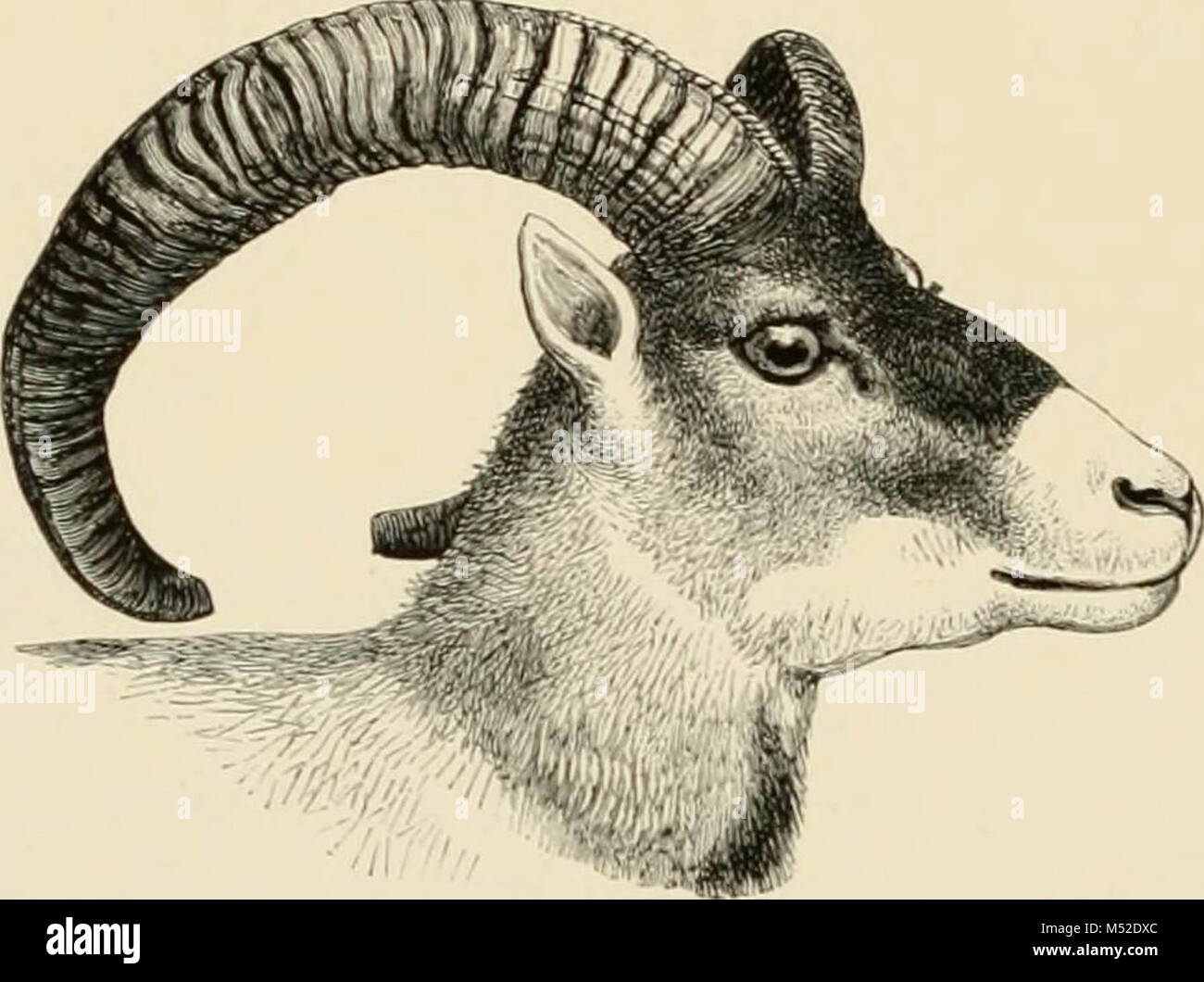 "Wild oxen, sheep & goats of all lands, living and extinct" (1898 Stock ...