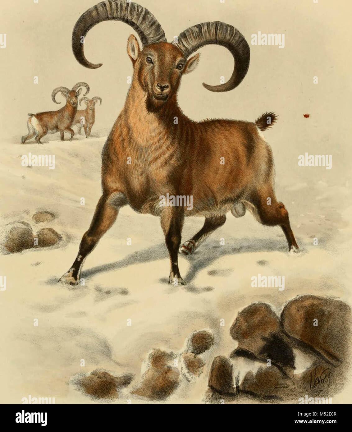 "Wild oxen, sheep & goats of all lands, living and extinct" (1898 Stock ...