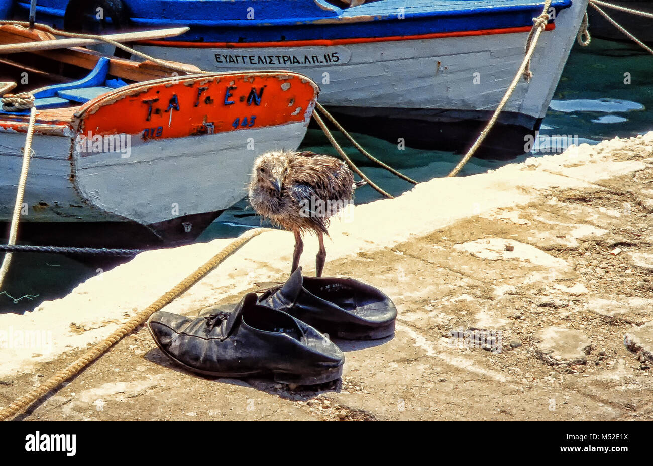 Baby mew or chick - old scan of slide Stock Photo - Alamy