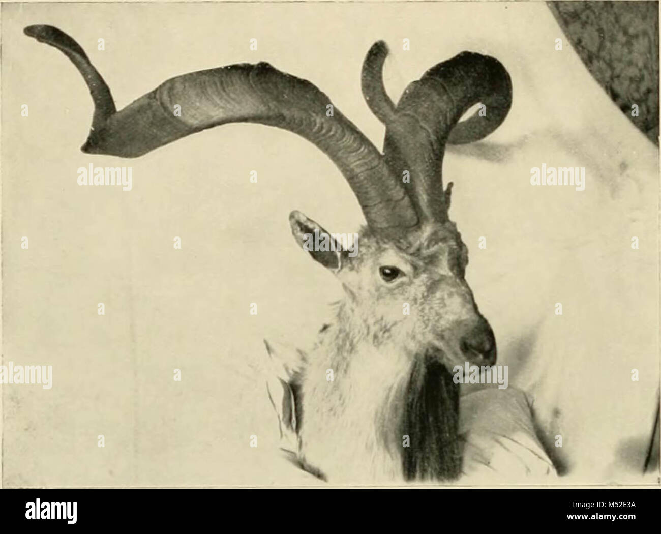 "Wild oxen, sheep & goats of all lands, living and extinct" (1898 Stock ...