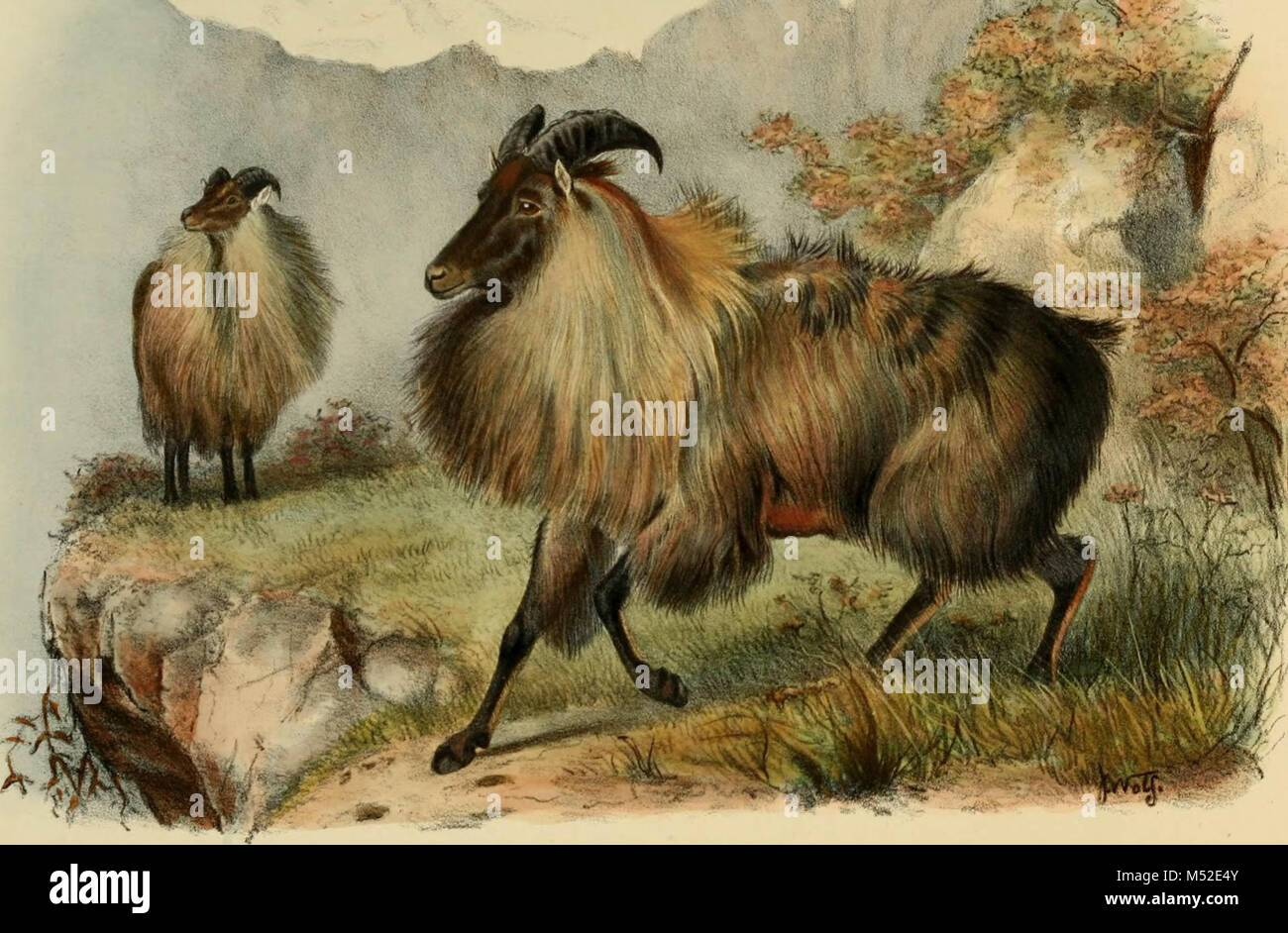 "Wild oxen, sheep & goats of all lands, living and extinct" (1898 Stock ...