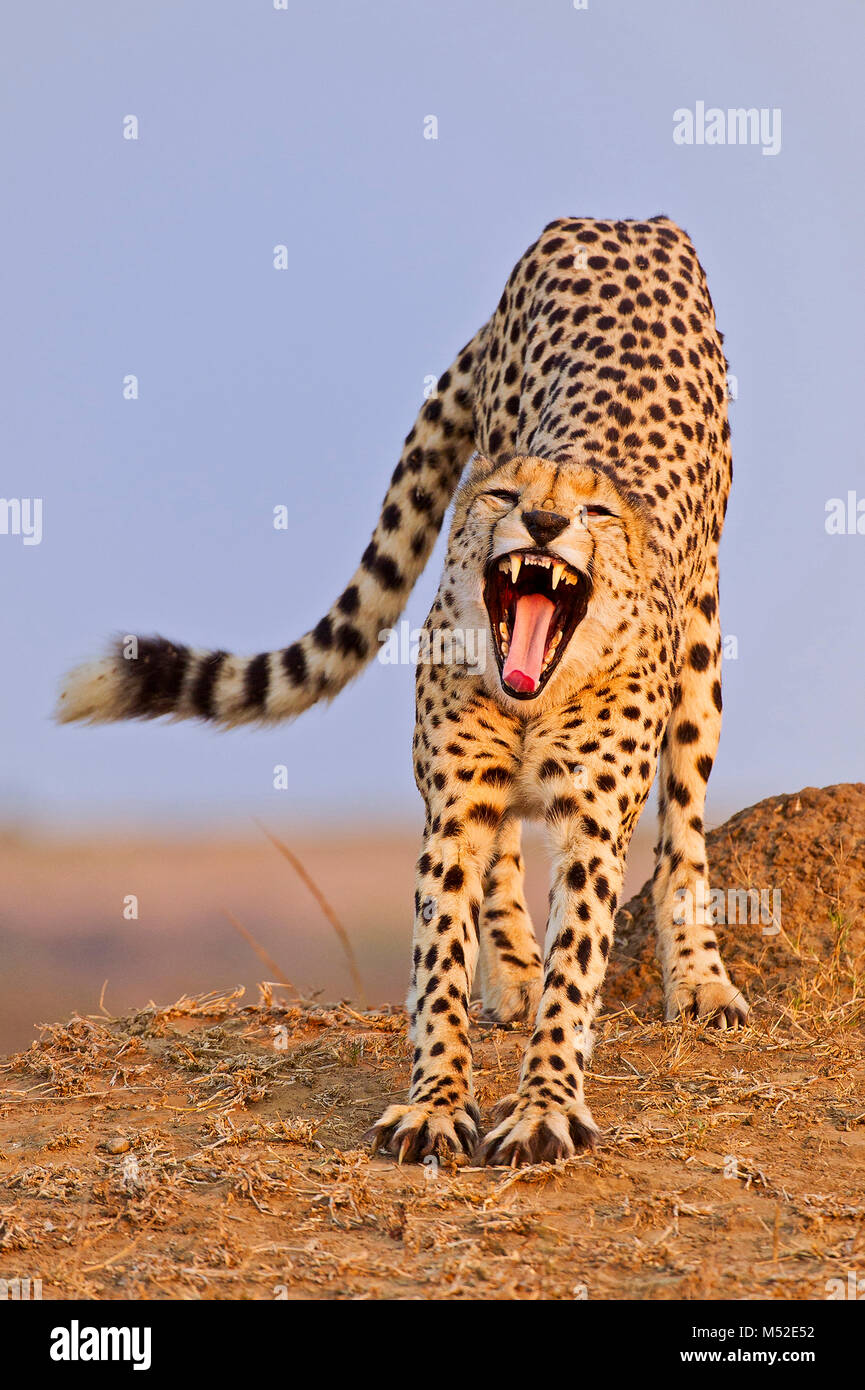 Stretching cheetah hi-res stock photography and images - Alamy