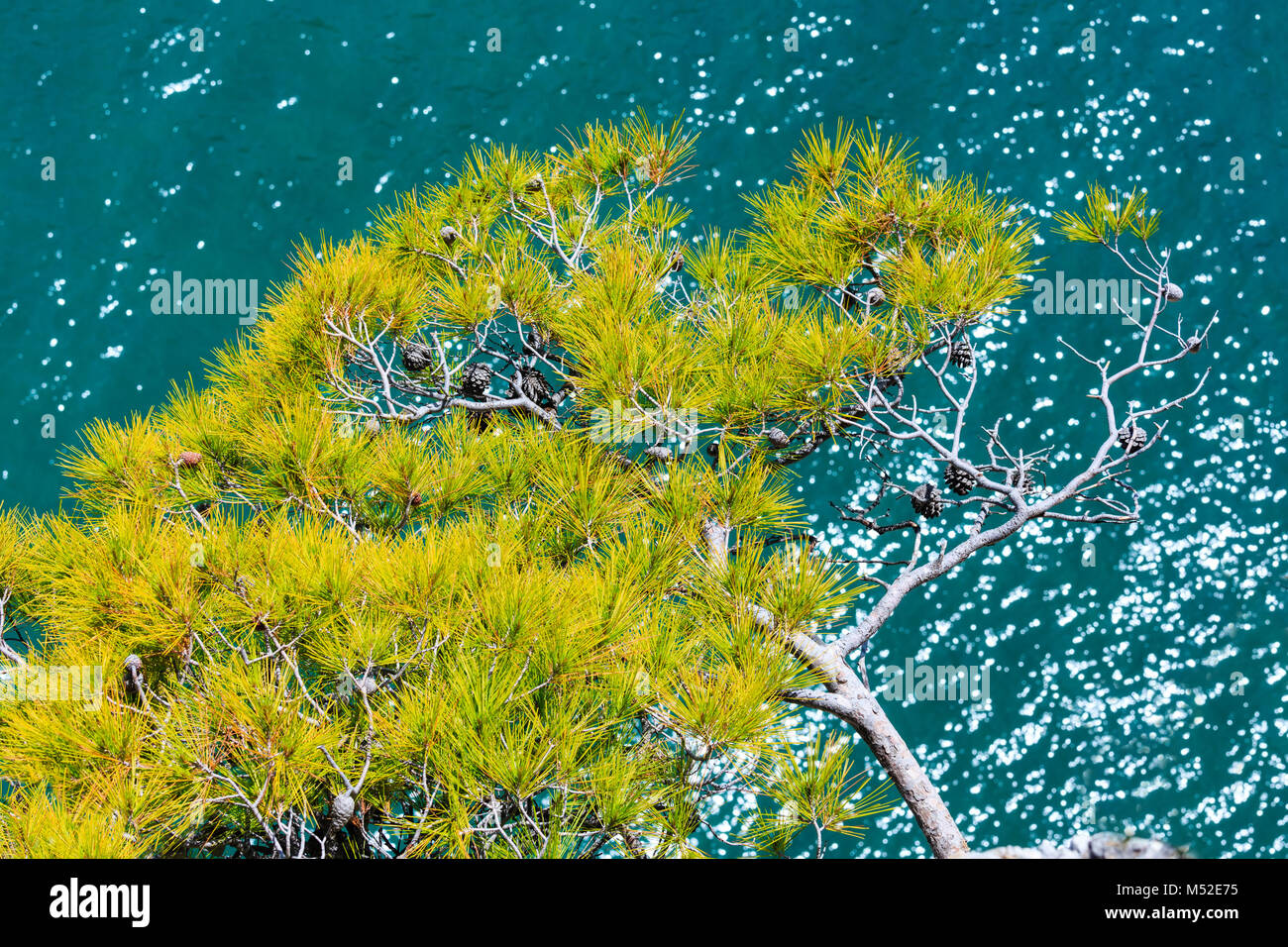 Pine tree on sea water background Stock Photo - Alamy