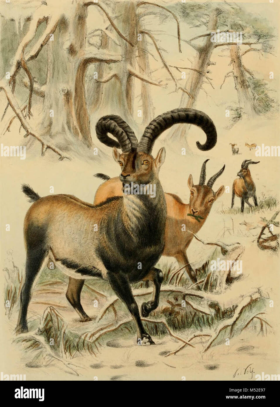 "Wild oxen, sheep & goats of all lands, living and extinct" (1898 Stock ...