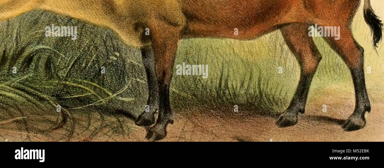 "Wild oxen, sheep & goats of all lands, living and extinct" (1898 Stock ...