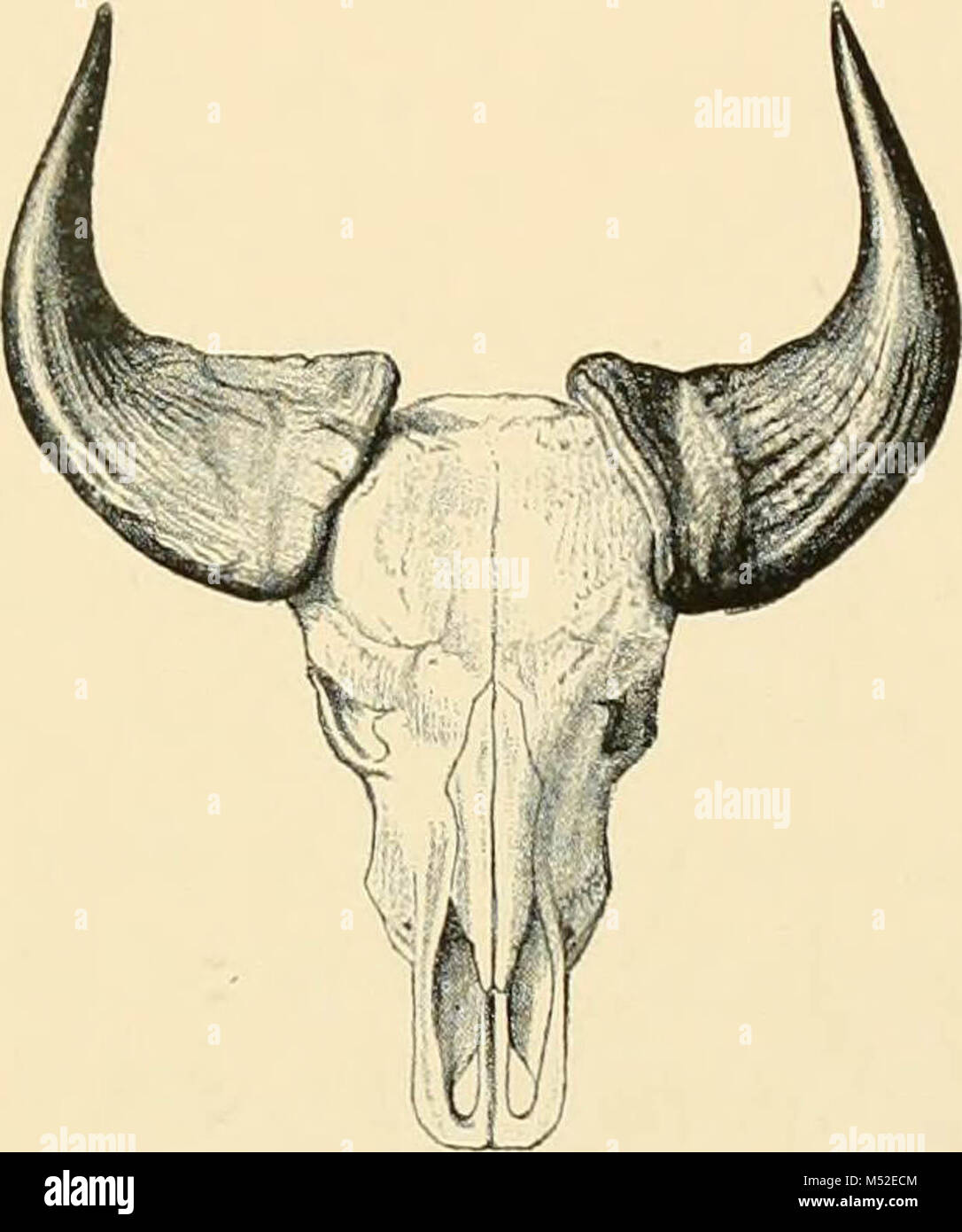 "Wild oxen, sheep & goats of all lands, living and extinct" (1898 Stock ...