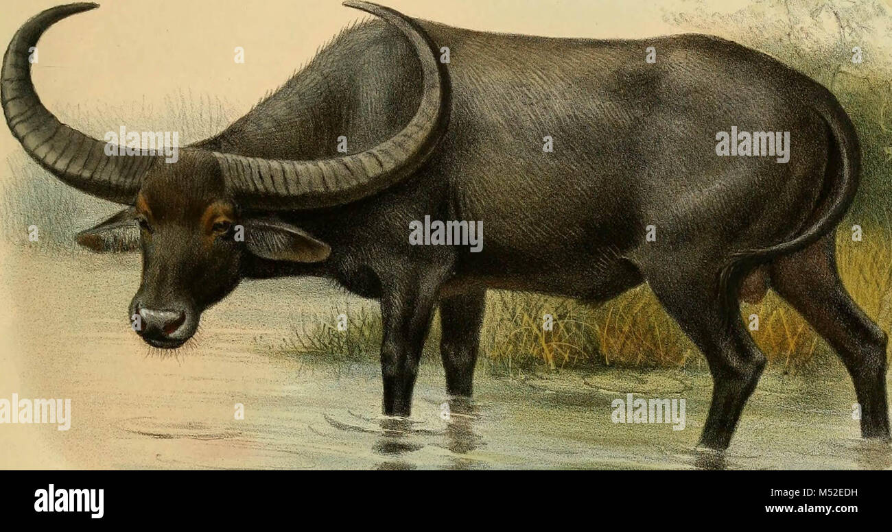 "Wild oxen, sheep & goats of all lands, living and extinct" (1898 Stock ...