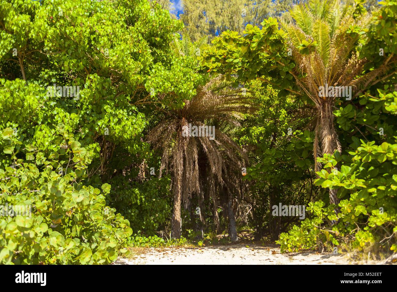 Jungle behind the beach northshore oahu hawaii Stock Photo - Alamy