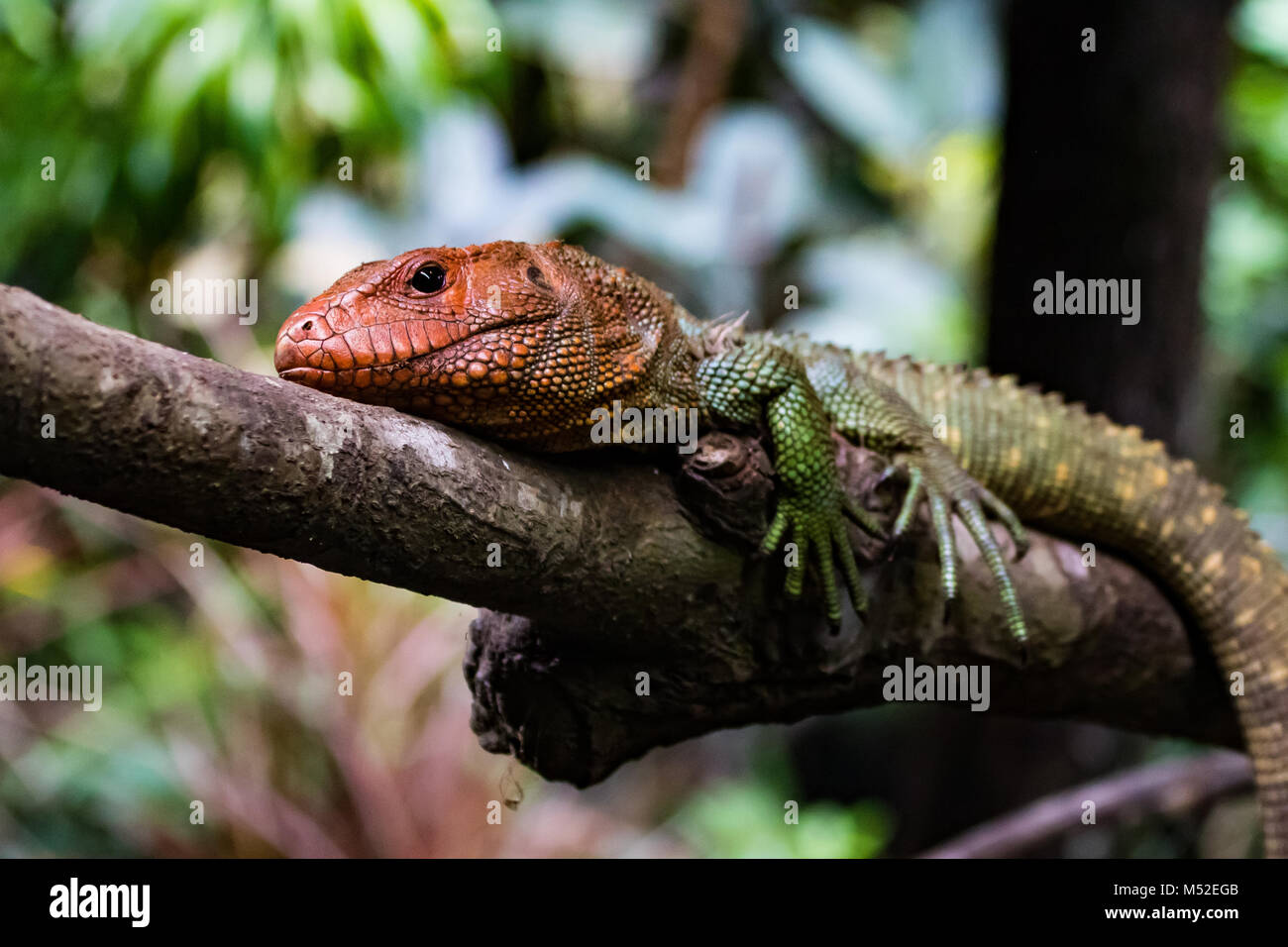 Claws of lizard hi-res stock photography and images - Alamy