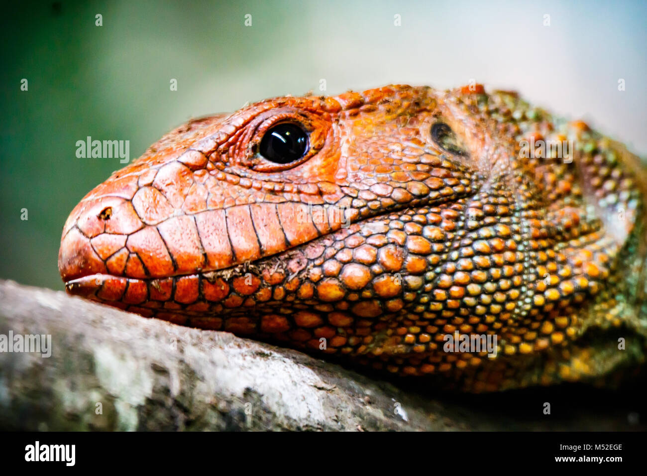 Caiman Lizard Profile Stock Photo - Alamy