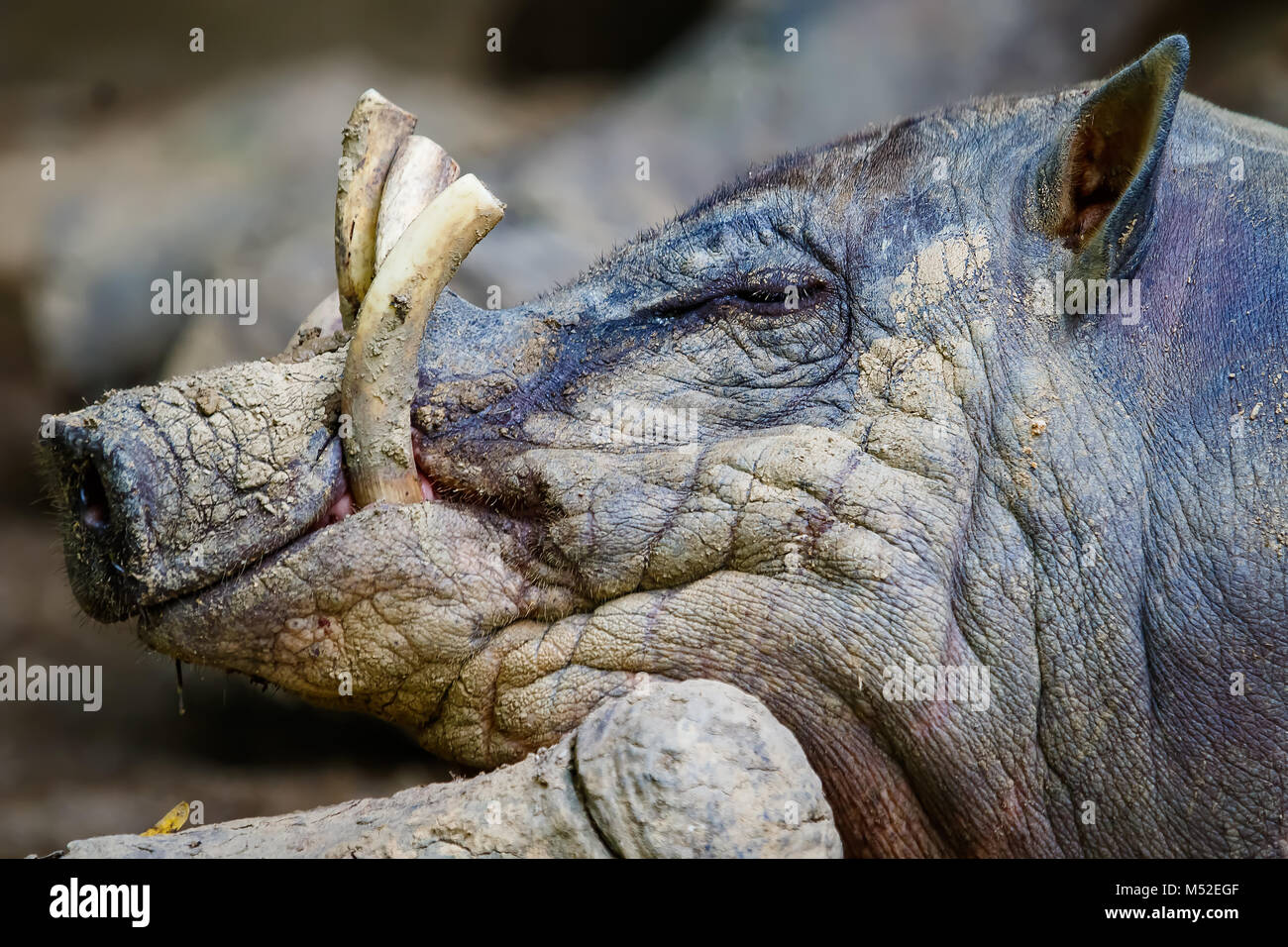 Sulawesi babirusa hi-res stock photography and images - Alamy