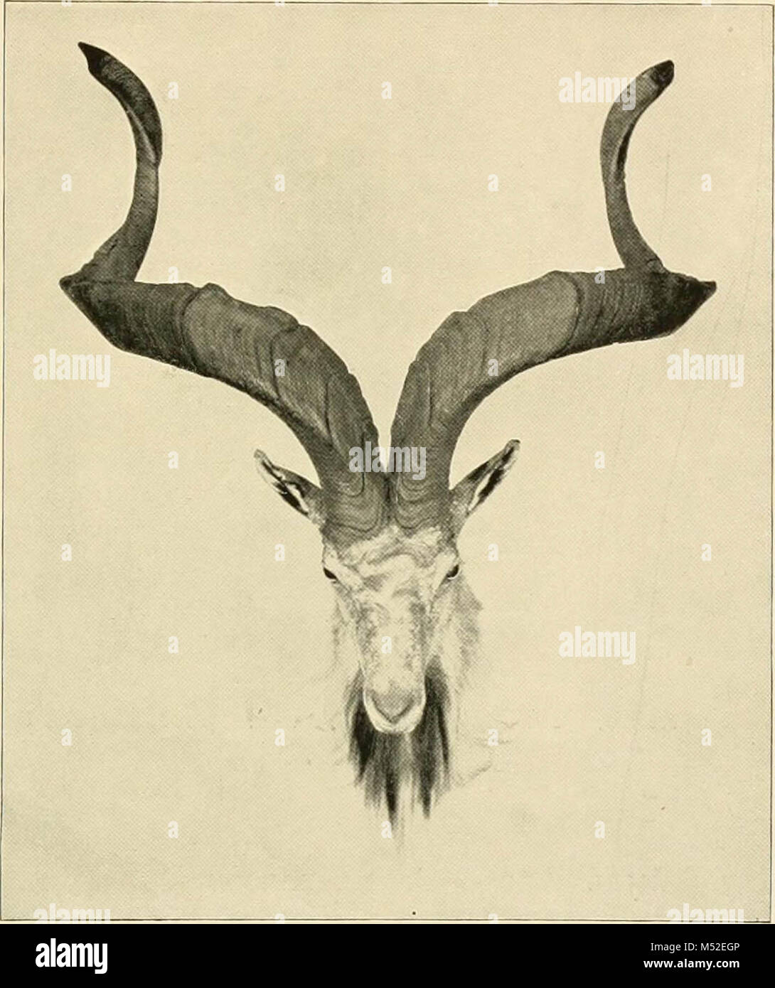 "Wild oxen, sheep & goats of all lands, living and extinct" (1898 Stock ...