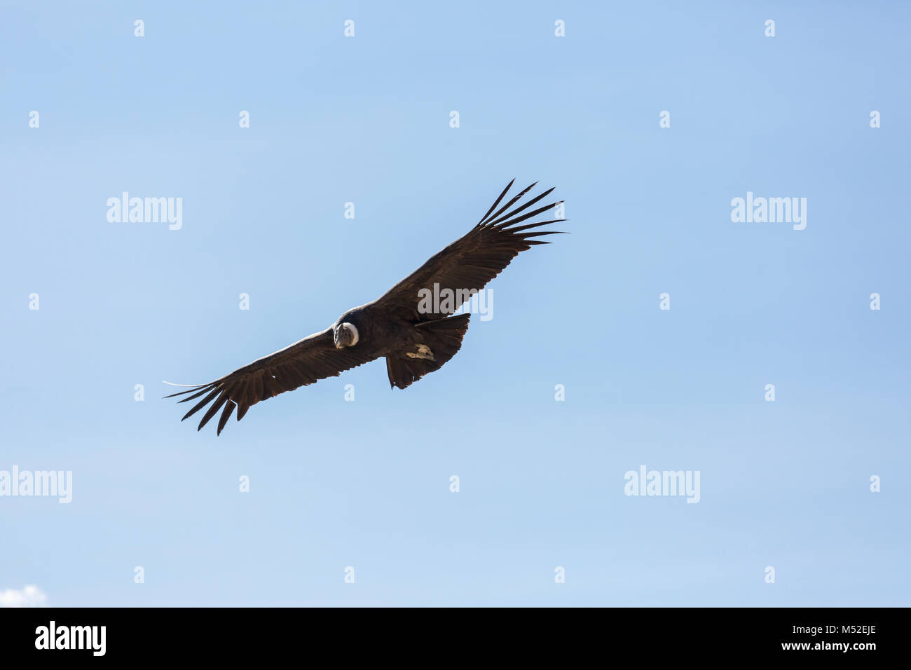 Condor sighting hi-res stock photography and images - Alamy