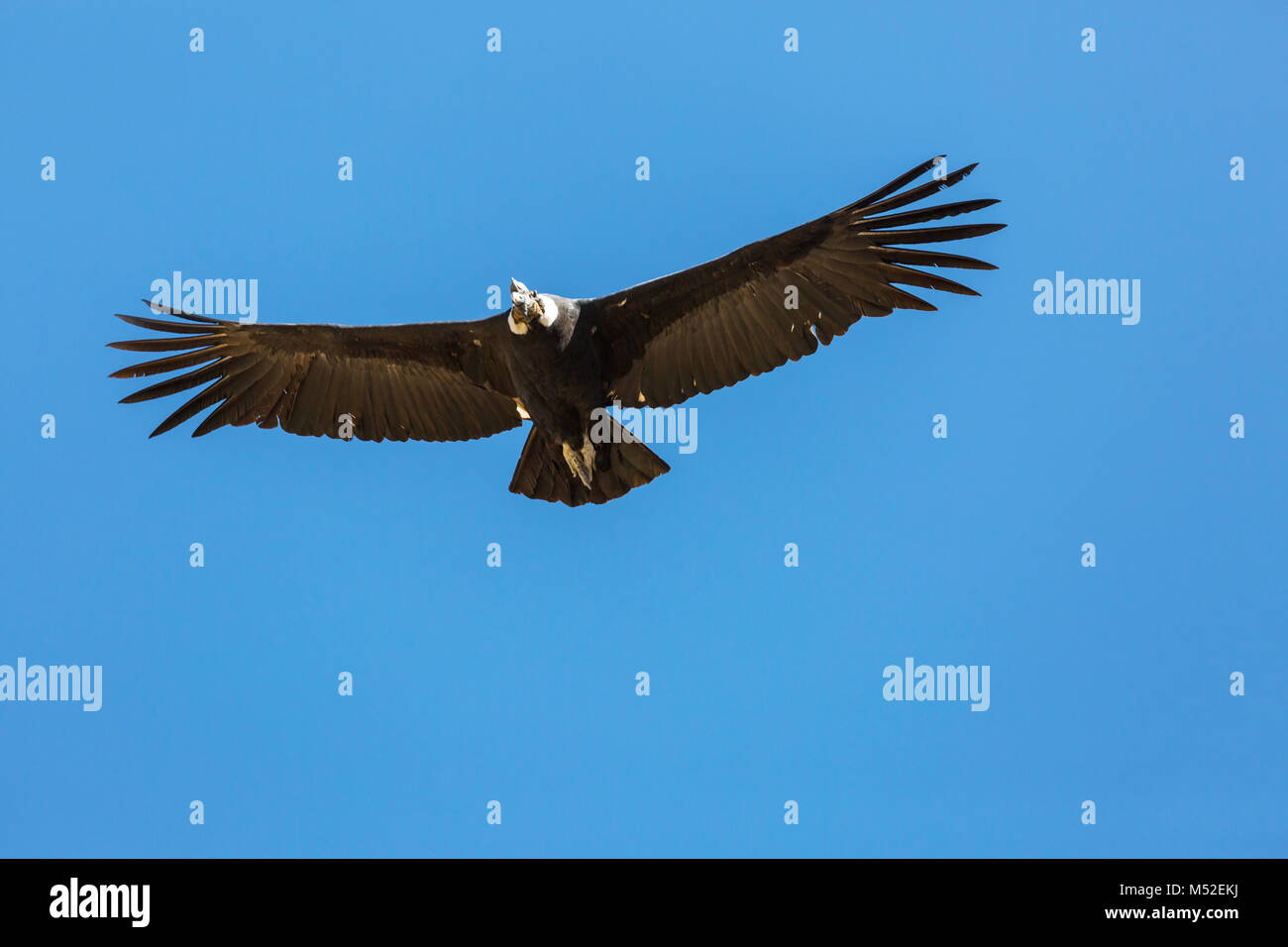 Condor sighting hi-res stock photography and images - Alamy