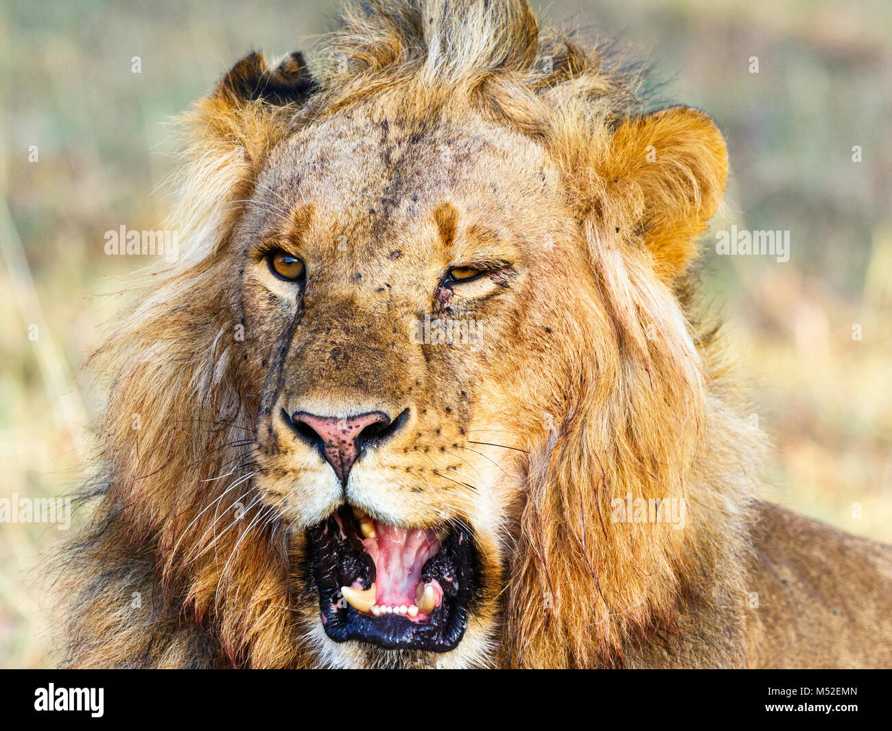Lion with open mouth hi-res stock photography and images - Alamy