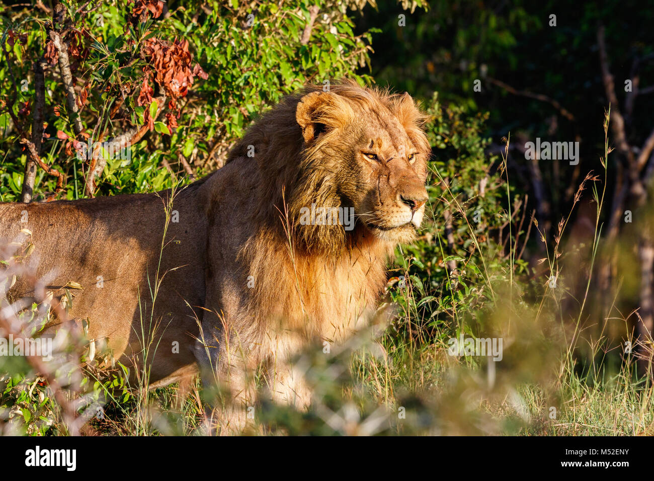 Male lion standing up hi-res stock photography and images - Alamy