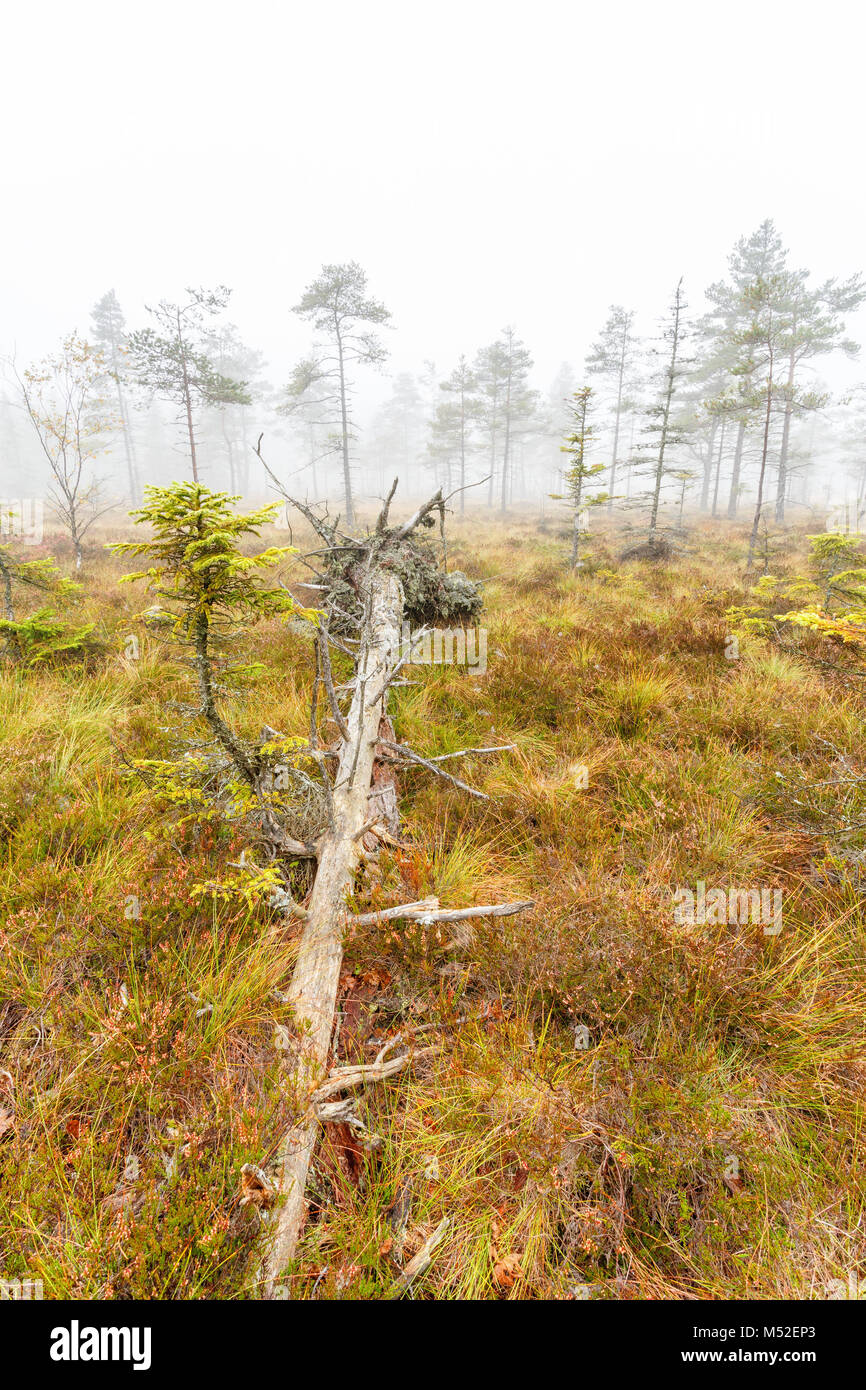 Fallen tree on a bog in fog Stock Photo - Alamy