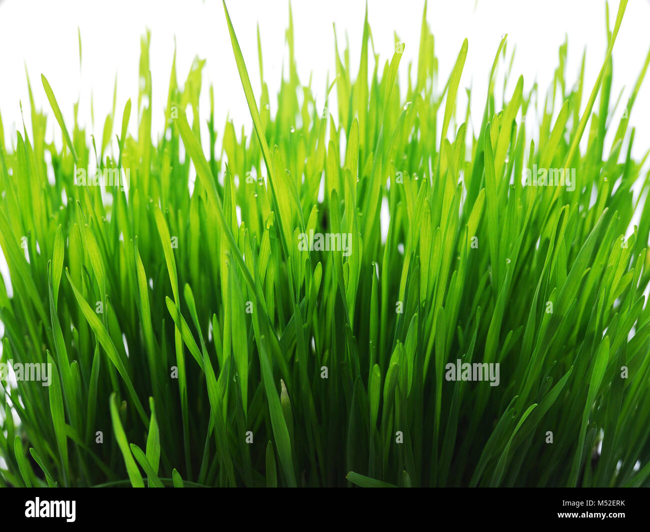 Close up of wheatgrass hi-res stock photography and images - Alamy