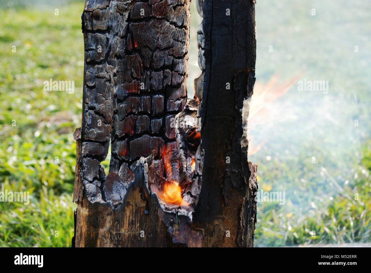 smouldering tree trunk burned out in the middle Stock Photo - Alamy