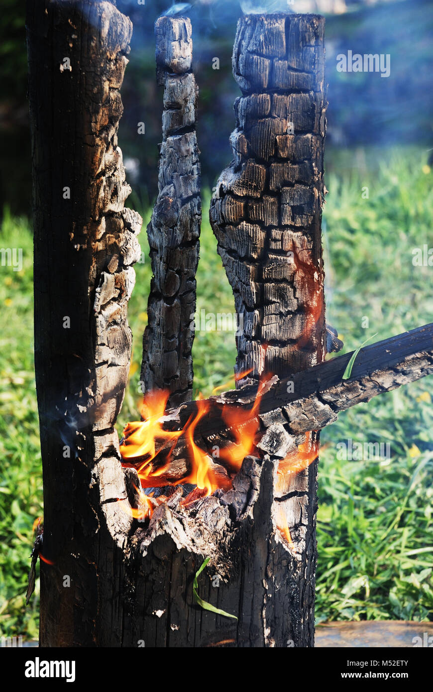 smouldering tree trunk burned out in the middle Stock Photo - Alamy