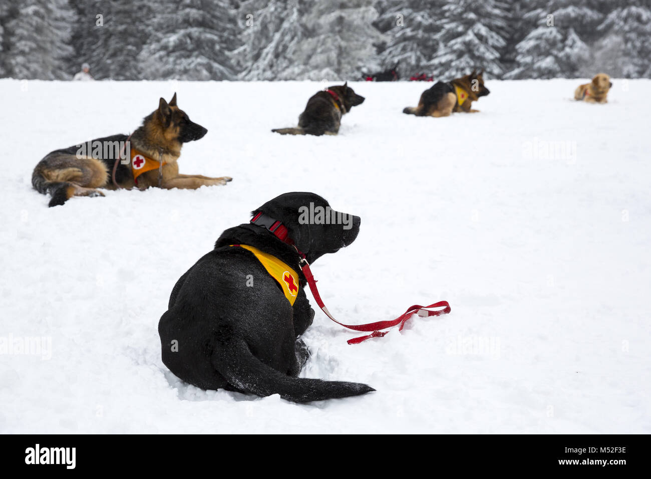 Red Cross rescue dogs Stock Photo - Alamy