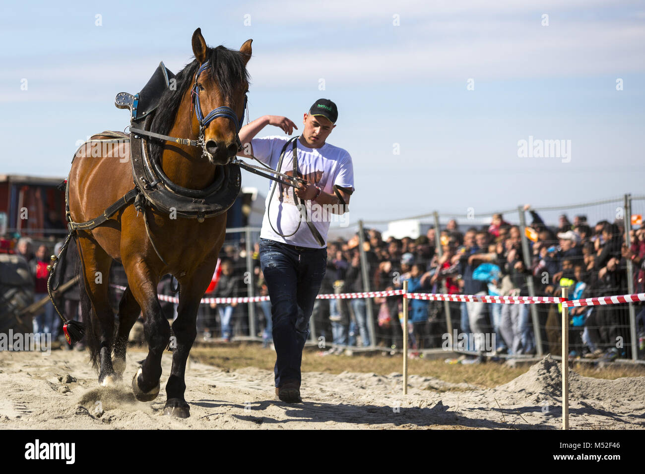 Horse pulling heavy load hi-res stock photography and images - Alamy