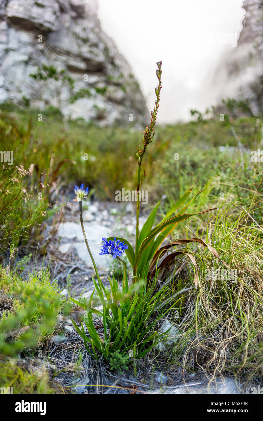 Wildflower during a hike on the Table Mountain of Cape Town - 5 Stock ...