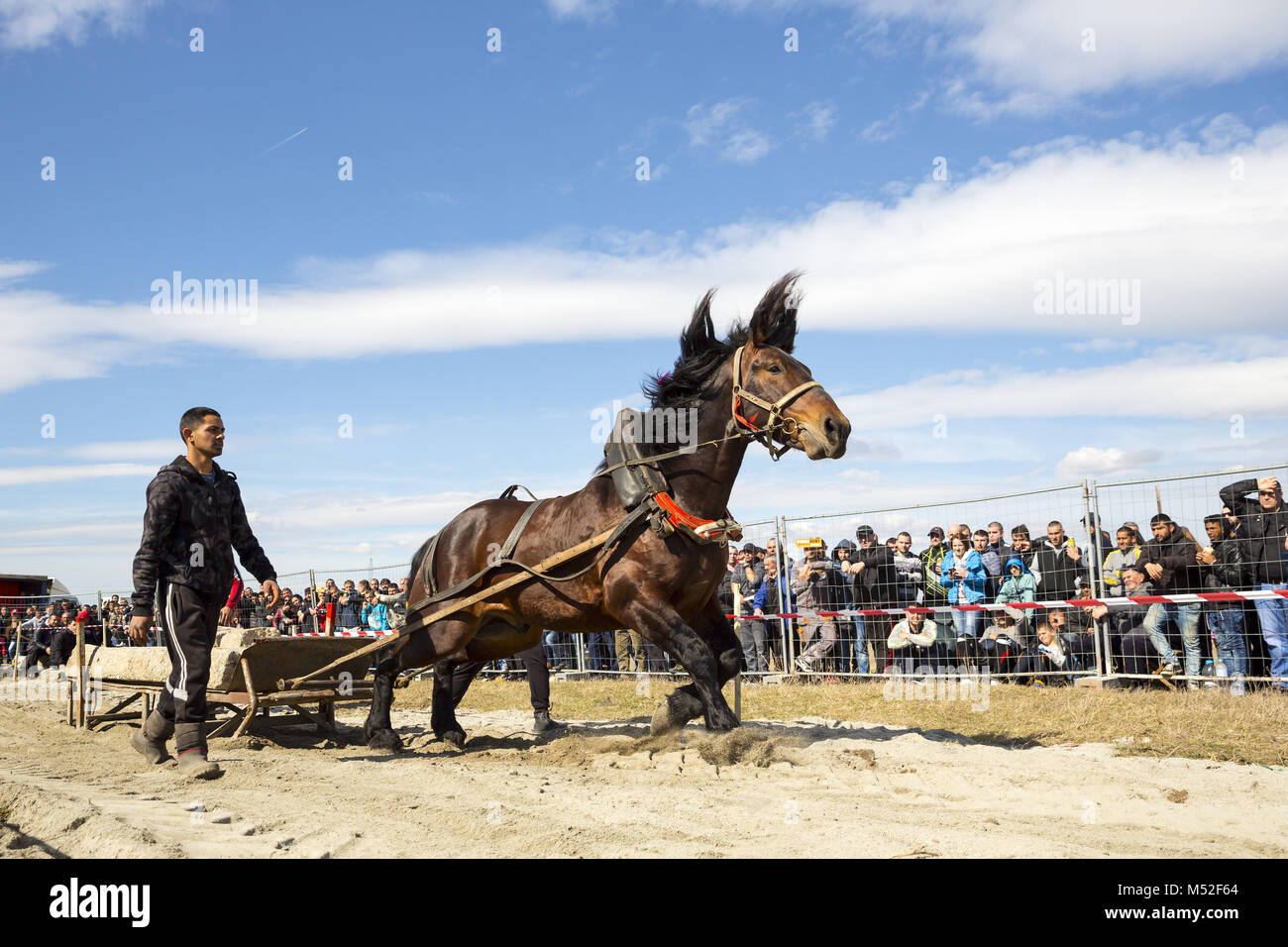 Horse heavy pull tournament Stock Photo - Alamy