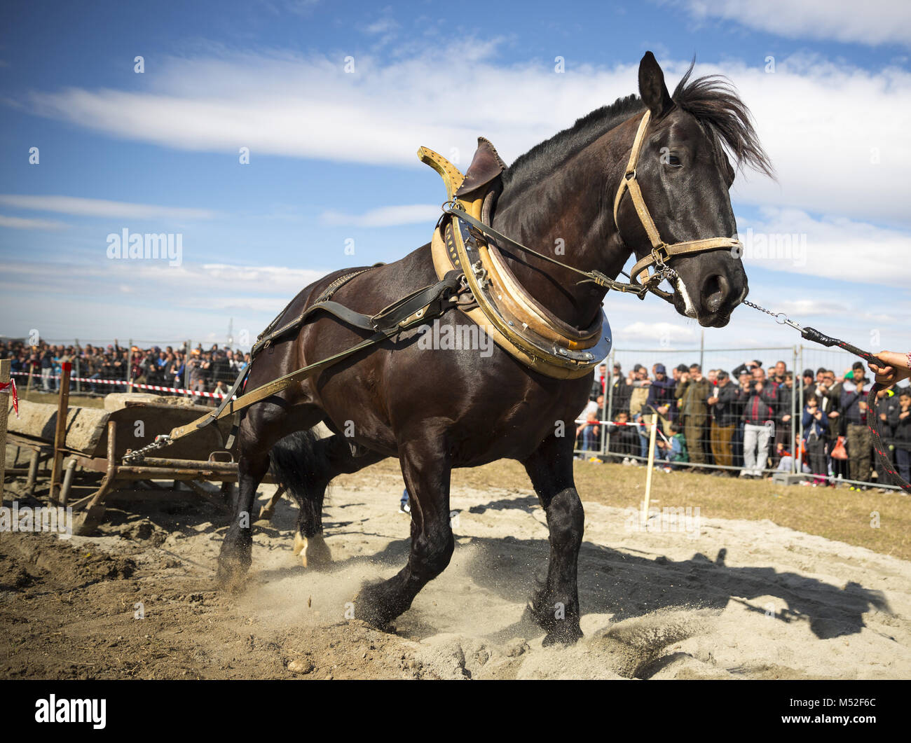Horse heavy pull tournament Stock Photo - Alamy